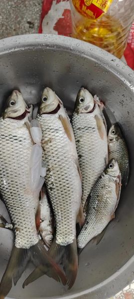 鱼图片大全_高清简单怎么找-第3张图片-山城妙识 鱼图片大全_高清简单怎么找-第3张图片-山城妙识