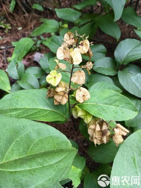 雷公藤图片长什么样_雷公藤和钩吻怎么区分-第3张图片-山城妙识 雷公藤图片长什么样_雷公藤和钩吻怎么区分-第3张图片-山城妙识