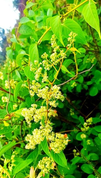 雷公藤图片长什么样_雷公藤和钩吻怎么区分-第1张图片-山城妙识 雷公藤图片长什么样_雷公藤和钩吻怎么区分-第1张图片-山城妙识