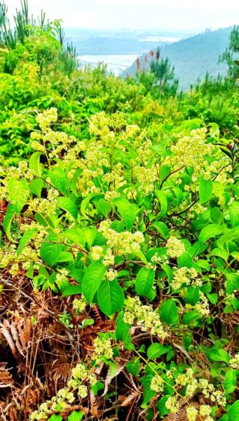 雷公藤图片长什么样_雷公藤和钩吻怎么区分-第2张图片-山城妙识 雷公藤图片长什么样_雷公藤和钩吻怎么区分-第2张图片-山城妙识