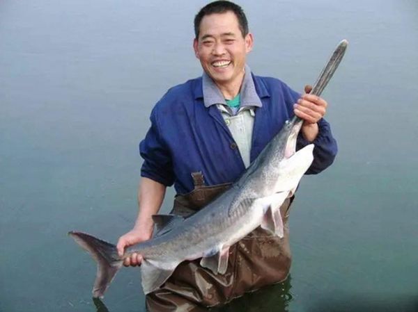 鸭嘴鲟鱼图片_鸭嘴鲟鱼长什么样-第1张图片-山城妙识 鸭嘴鲟鱼图片_鸭嘴鲟鱼长什么样-第1张图片-山城妙识