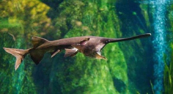 鸭嘴鲟鱼图片_鸭嘴鲟鱼长什么样-第2张图片-山城妙识 鸭嘴鲟鱼图片_鸭嘴鲟鱼长什么样-第2张图片-山城妙识