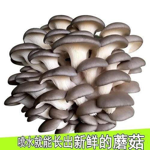 黑姬菇怎么做好吃_黑姬菇的营养价值-第2张图片-山城妙识