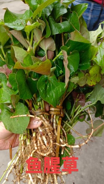 鱼腥草叶子长什么样_鱼腥草叶子图片怎么辨别真假-第2张图片-山城妙识 鱼腥草叶子长什么样_鱼腥草叶子图片怎么辨别真假-第2张图片-山城妙识