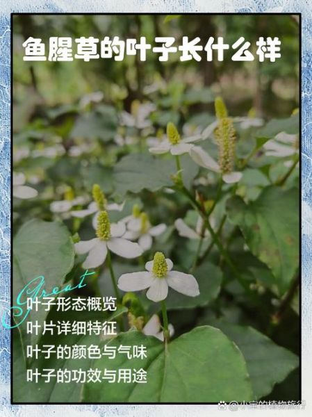 鱼腥草叶子长什么样_鱼腥草叶子图片怎么辨别真假-第3张图片-山城妙识 鱼腥草叶子长什么样_鱼腥草叶子图片怎么辨别真假-第3张图片-山城妙识