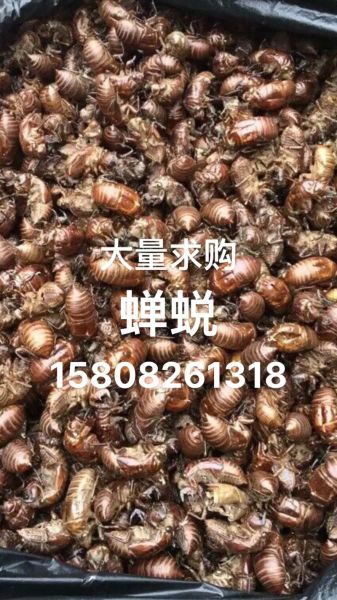 蝉蜕多少钱一斤2021_2021年蝉蜕价格行情-第2张图片-山城妙识