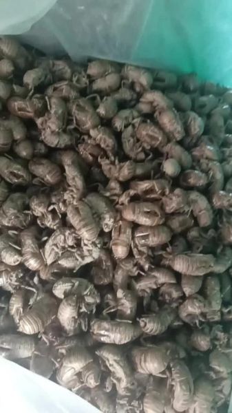 蝉蜕多少钱一斤2021_2021年蝉蜕价格行情-第1张图片-山城妙识