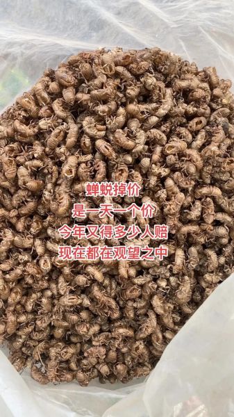 蝉蜕多少钱一斤2021_2021年蝉蜕价格行情-第3张图片-山城妙识