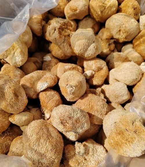 猴头菇多少钱一斤_猴头菇价格为何差距大-第1张图片-山城妙识