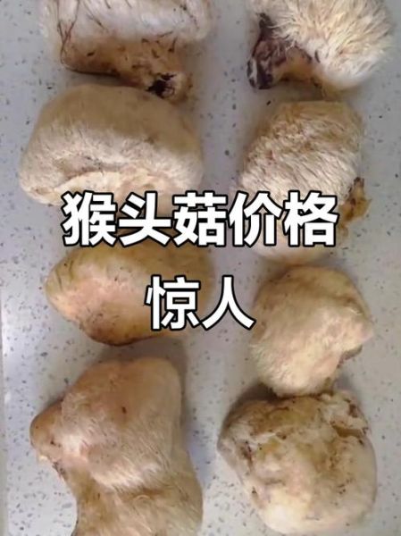猴头菇多少钱一斤_猴头菇价格为何差距大-第3张图片-山城妙识