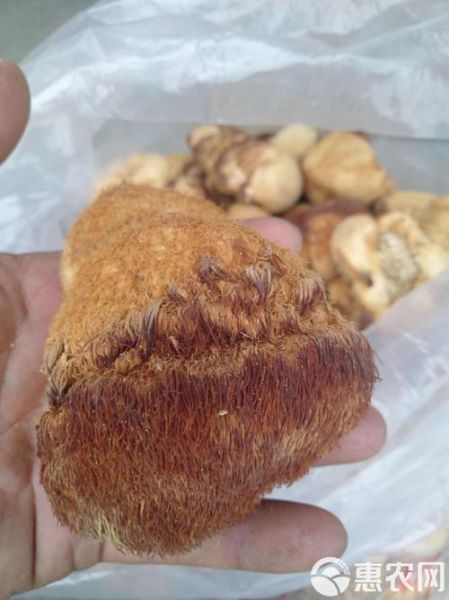猴头菇多少钱一斤_猴头菇价格为何差距大-第2张图片-山城妙识