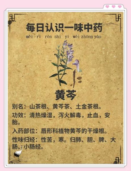 黄芩什么人不能吃_黄芩禁忌人群有哪些-第2张图片-山城妙识