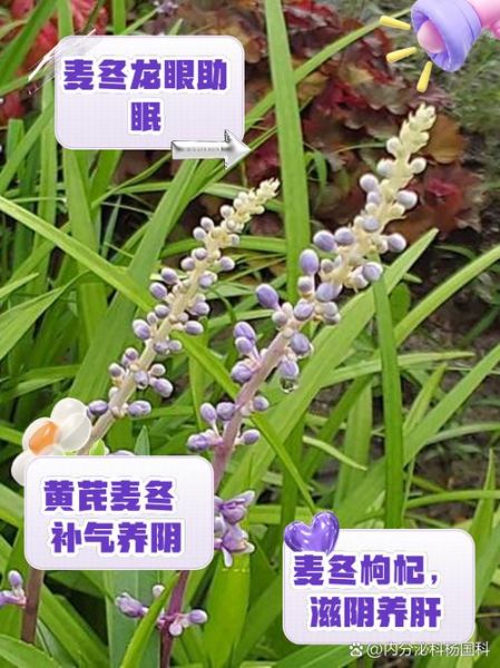 麦冬和什么一起泡最好_麦冬搭配禁忌-第1张图片-山城妙识