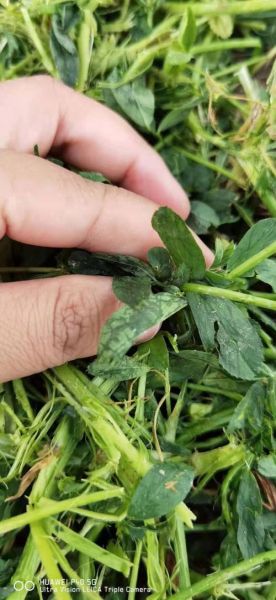 苜蓿干草多少钱一吨_苜蓿干草价格走势-第3张图片-山城妙识