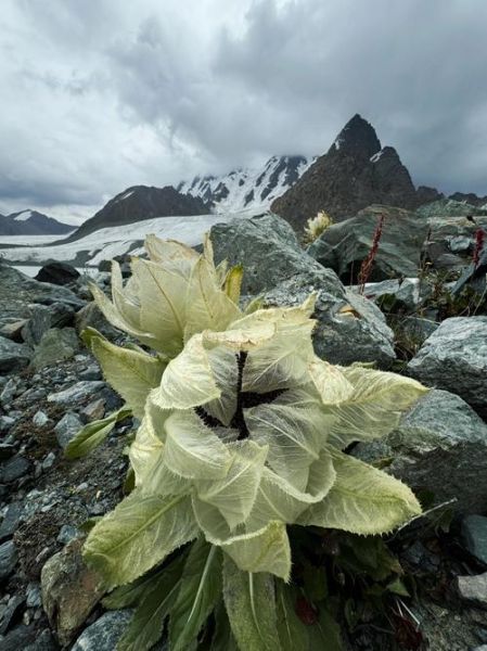 雪莲花图片大全_雪莲花长什么样-第1张图片-山城妙识 雪莲花图片大全_雪莲花长什么样-第1张图片-山城妙识