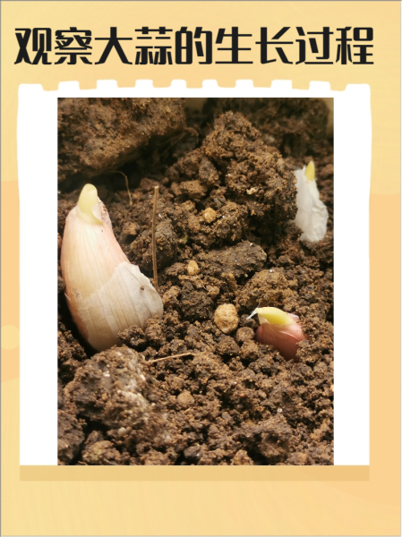 大蒜几天发芽出土_多久能长出蒜苗-第1张图片-山城妙识