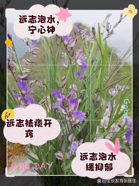 远志的功效与作用用量_一天吃多少才安全-第1张图片-山城妙识 远志的功效与作用用量_一天吃多少才安全-第1张图片-山城妙识