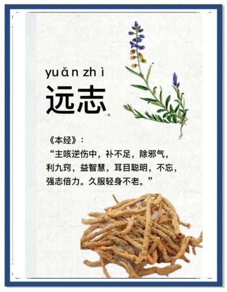 远志的功效与作用用量_一天吃多少才安全-第2张图片-山城妙识 远志的功效与作用用量_一天吃多少才安全-第2张图片-山城妙识