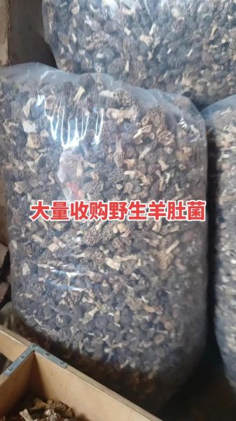 羊肚菌多少钱一斤2021_羊肚菌价格走势-第1张图片-山城妙识 羊肚菌多少钱一斤2021_羊肚菌价格走势-第1张图片-山城妙识