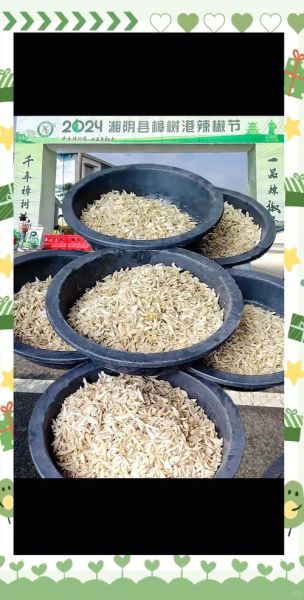 白辣椒怎么晒不黑_白辣椒制作的正确做法-第3张图片-山城妙识