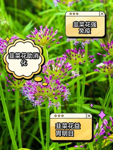 韭菜花的功效与作用_韭菜花什么人不能吃-第2张图片-山城妙识