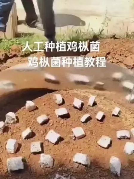 鸡枞菌怎么种植_鸡枞菌种植方法-第1张图片-山城妙识
