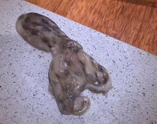 鸡心螺和蓝环章鱼哪个毒_鸡心螺vs蓝环章鱼毒性对比-第2张图片-山城妙识 鸡心螺和蓝环章鱼哪个毒_鸡心螺vs蓝环章鱼毒性对比-第2张图片-山城妙识