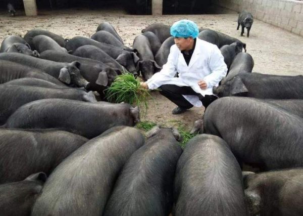 黑猪品种有哪些_黑猪养殖利润高吗-第3张图片-山城妙识