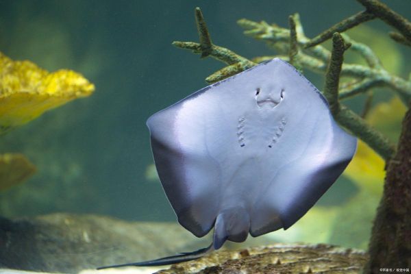 魔鬼鱼图片_魔鬼鱼为什么叫魔鬼鱼-第3张图片-山城妙识 魔鬼鱼图片_魔鬼鱼为什么叫魔鬼鱼-第3张图片-山城妙识