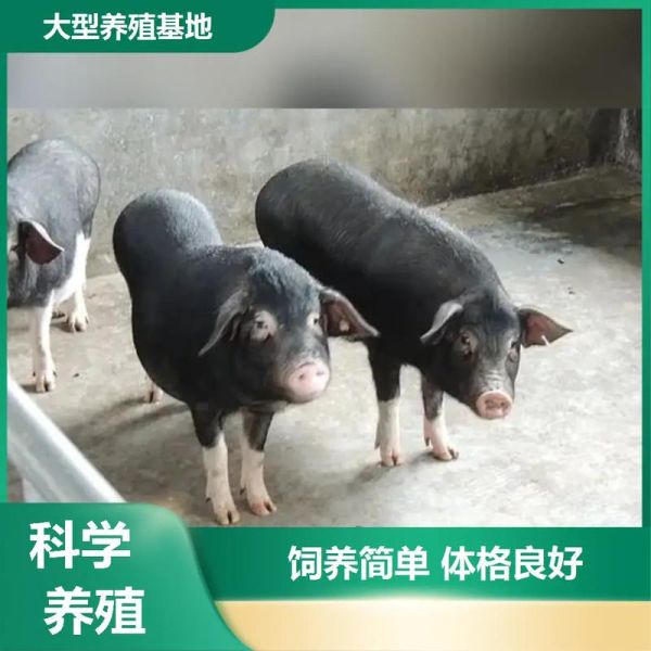 黑猪品种有哪些_黑猪养殖利润高吗-第1张图片-山城妙识
