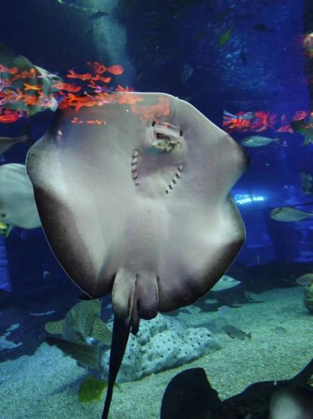 魔鬼鱼图片_魔鬼鱼为什么叫魔鬼鱼-第2张图片-山城妙识 魔鬼鱼图片_魔鬼鱼为什么叫魔鬼鱼-第2张图片-山城妙识