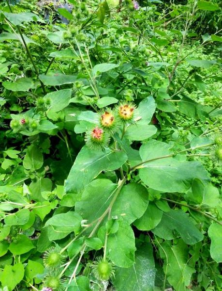 野生牛蒡长什么样子_如何辨别野生牛蒡与栽培品种-第1张图片-山城妙识 野生牛蒡长什么样子_如何辨别野生牛蒡与栽培品种-第1张图片-山城妙识