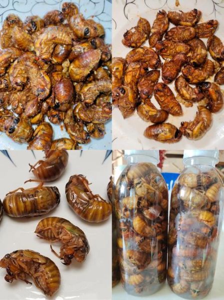油炸知了的营养价值_油炸知了的功效与作用-第1张图片-山城妙识