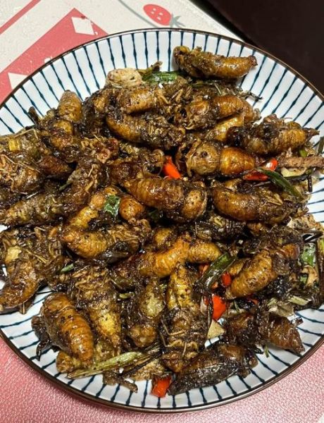 油炸知了的营养价值_油炸知了的功效与作用-第2张图片-山城妙识