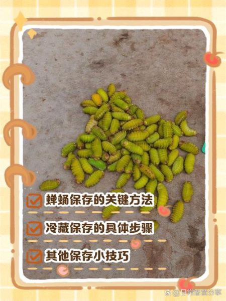 蝉蛹怎么保存_蝉蛹冷冻能放多久-第2张图片-山城妙识 蝉蛹怎么保存_蝉蛹冷冻能放多久-第2张图片-山城妙识