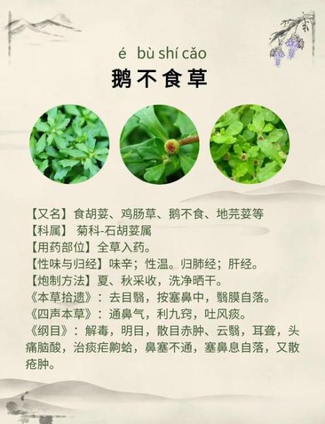 鹅不食草粉的功效与作用_鹅不食草粉怎么用-第1张图片-山城妙识