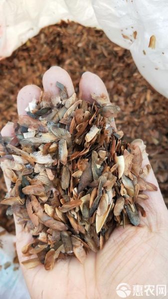 香椿种子批发价格_哪里买靠谱-第3张图片-山城妙识 香椿种子批发价格_哪里买靠谱-第3张图片-山城妙识