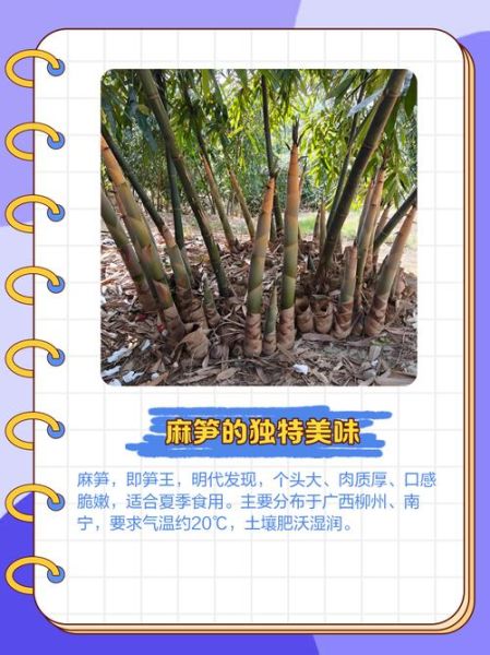 麻竹笋的功效与作用_麻竹笋的禁忌有哪些-第1张图片-山城妙识