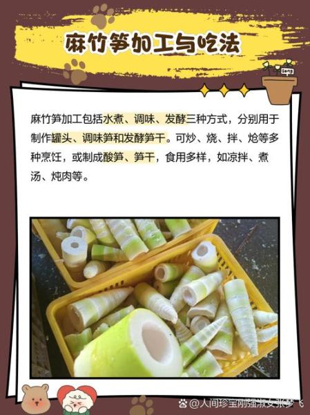 麻竹笋的功效与作用_麻竹笋的禁忌有哪些-第3张图片-山城妙识