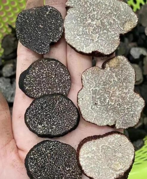 黑松露适合什么人吃_孕妇能吃黑松露吗-第1张图片-山城妙识