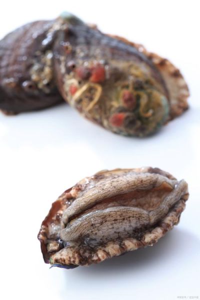 鲍鱼怎么清洗_鲍鱼做法大全-第3张图片-山城妙识