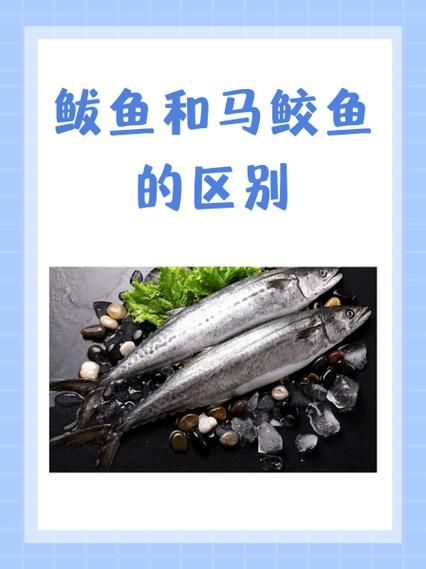 鲐鲅鱼怎么读_鲐鲅鱼和鲅鱼的区别-第1张图片-山城妙识 鲐鲅鱼怎么读_鲐鲅鱼和鲅鱼的区别-第1张图片-山城妙识