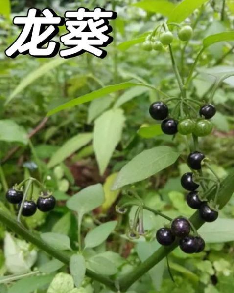 龙葵的功效与作用_龙葵能治什么病-第1张图片-山城妙识