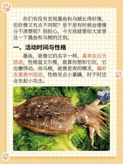 目鱼和墨鱼的区别_哪个更好吃-第1张图片-山城妙识