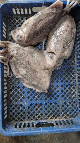 目鱼和墨鱼的区别_哪个更好吃-第2张图片-山城妙识