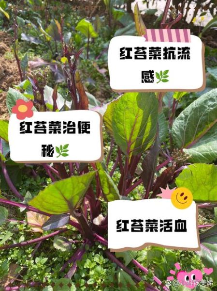 红菜苔的功效与作用_红菜苔的禁忌人群有哪些-第1张图片-山城妙识