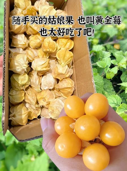 金姑娘果的功效与作用_金姑娘果怎么吃最好-第1张图片-山城妙识