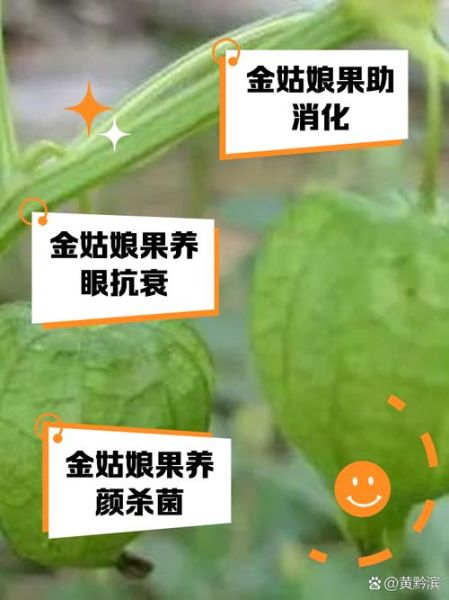 金姑娘果的功效与作用_金姑娘果怎么吃最好-第2张图片-山城妙识