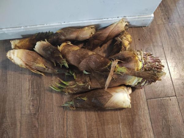 野生小竹笋怎么做好吃_野生小竹笋的家常做法大全-第3张图片-山城妙识