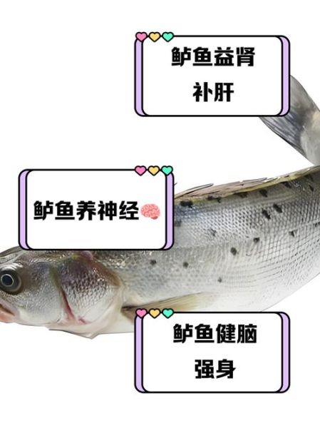 鲈鱼的营养价值及功效_鲈鱼禁忌有哪些-第1张图片-山城妙识